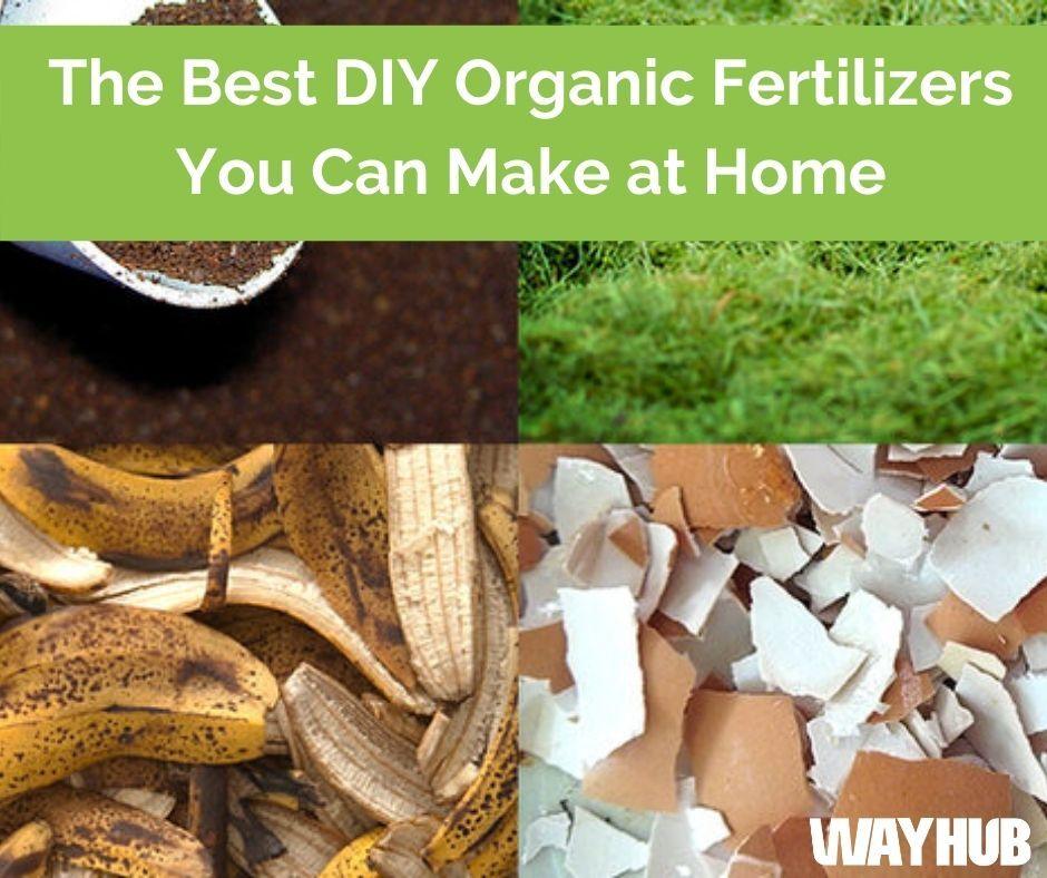 What Are The Best DIY Organic Fertilizers You Can Make at Home?– Wayhub